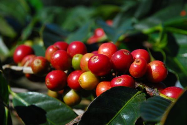 Karakteristik Tanaman Kopi Arabika yang Perlu Diketahui - Kelas Trubus